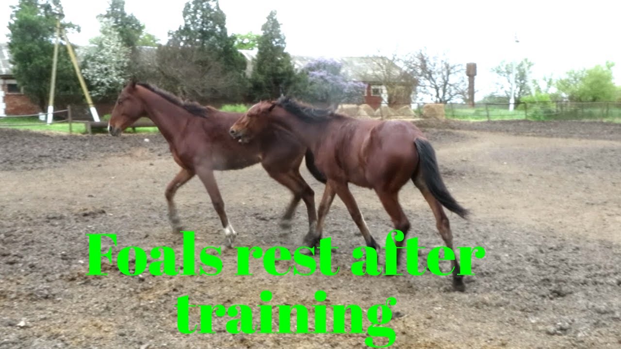 Foals rest after training - YouTube