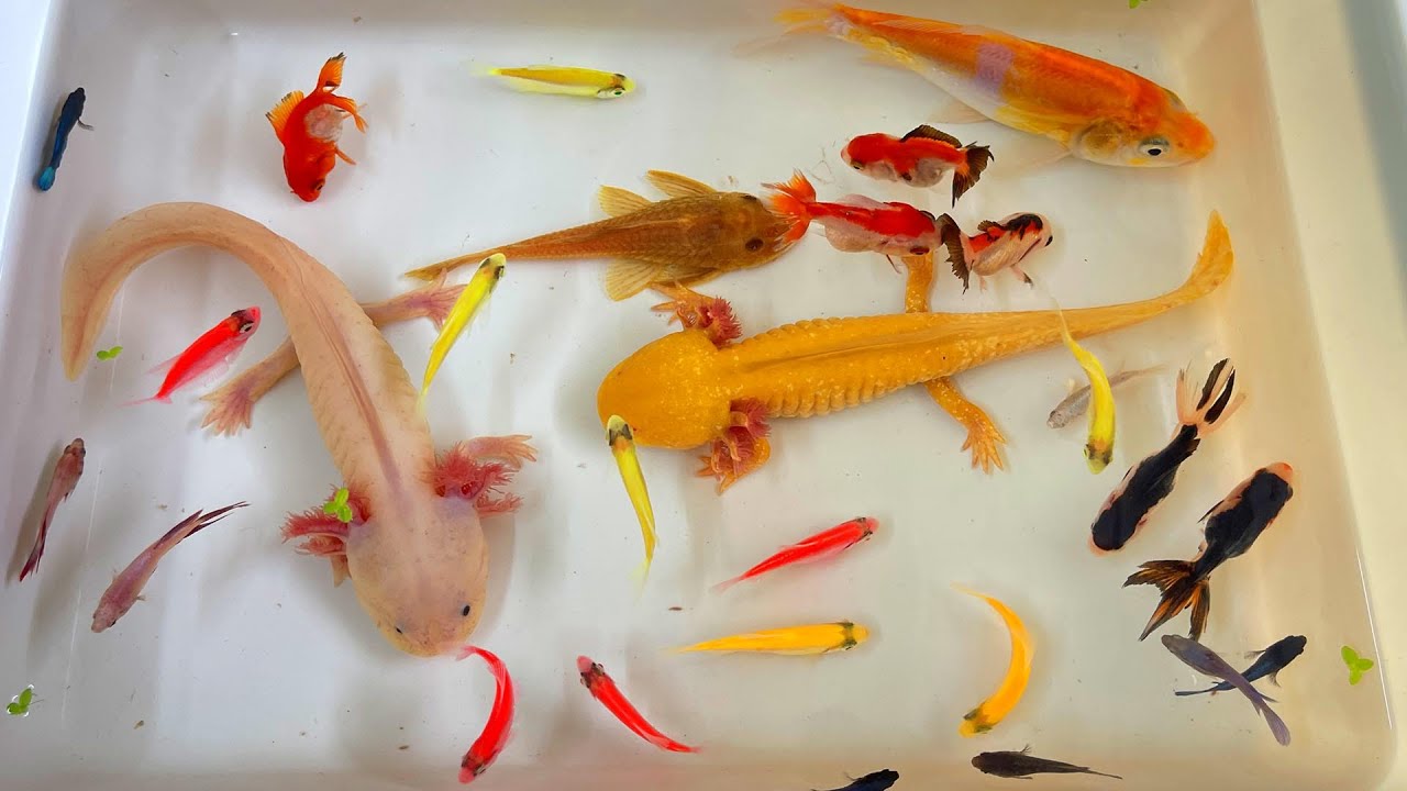 Most Amazing Catch Colorful Pacman Axolotl, Betta, turtle, Radtang ...