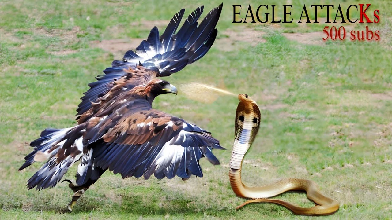 ईगल के खतरनाक अटैक्स। Eagle vs Pahadi Got। Eagle vs Fox, Snake, And ...