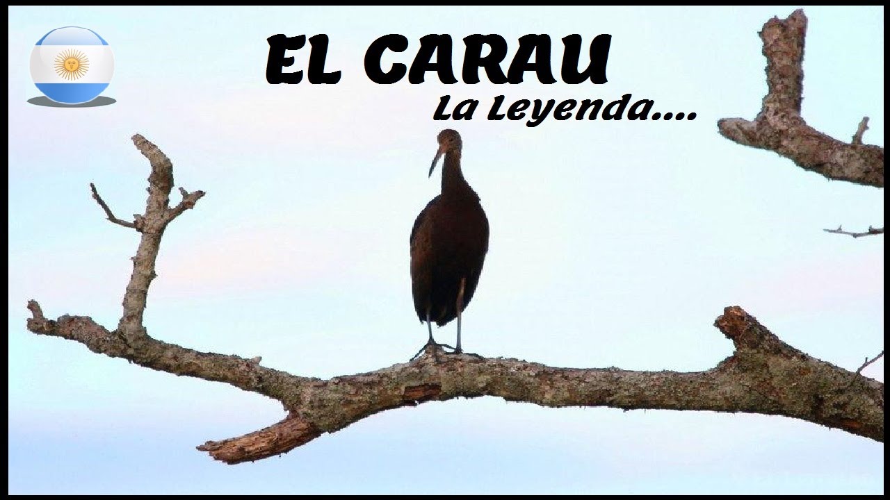 EL CARAU : AVES POPULARES DEL LITORAL - YouTube