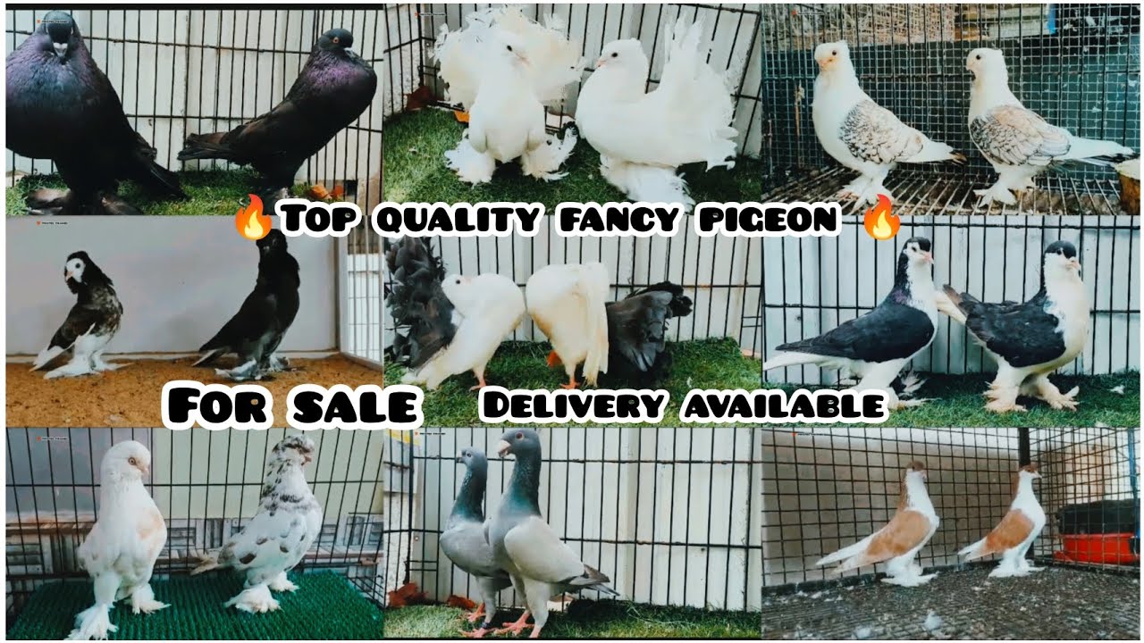 Top Quality Fancy Pigeon Collection And Breeding Pair Sale Fancy ...