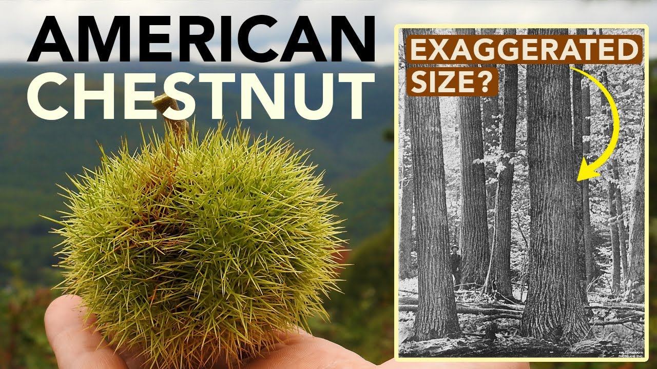 American Chestnut: Just How Massive Was It? - YouTube
