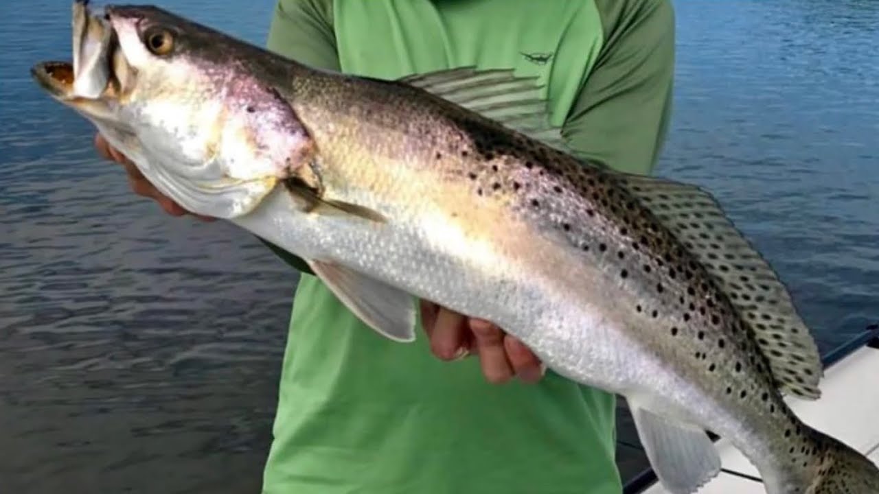 Sea trout fishing in folly beach - YouTube