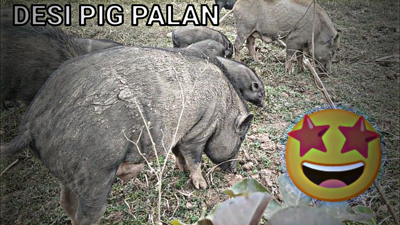 DESI PIG PALAN 👀 | PIG FARM ANIMALS FUNNY ANIMAL |FUNNY ANIMAL # ...