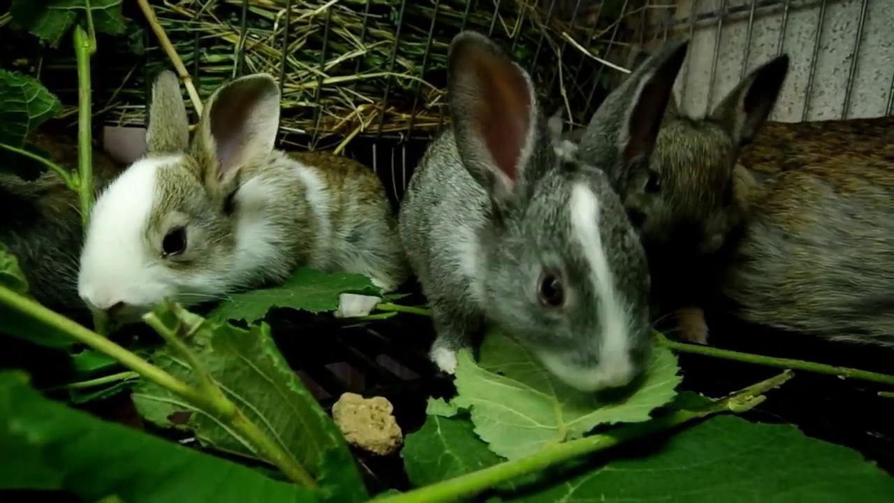 rabbits - YouTube