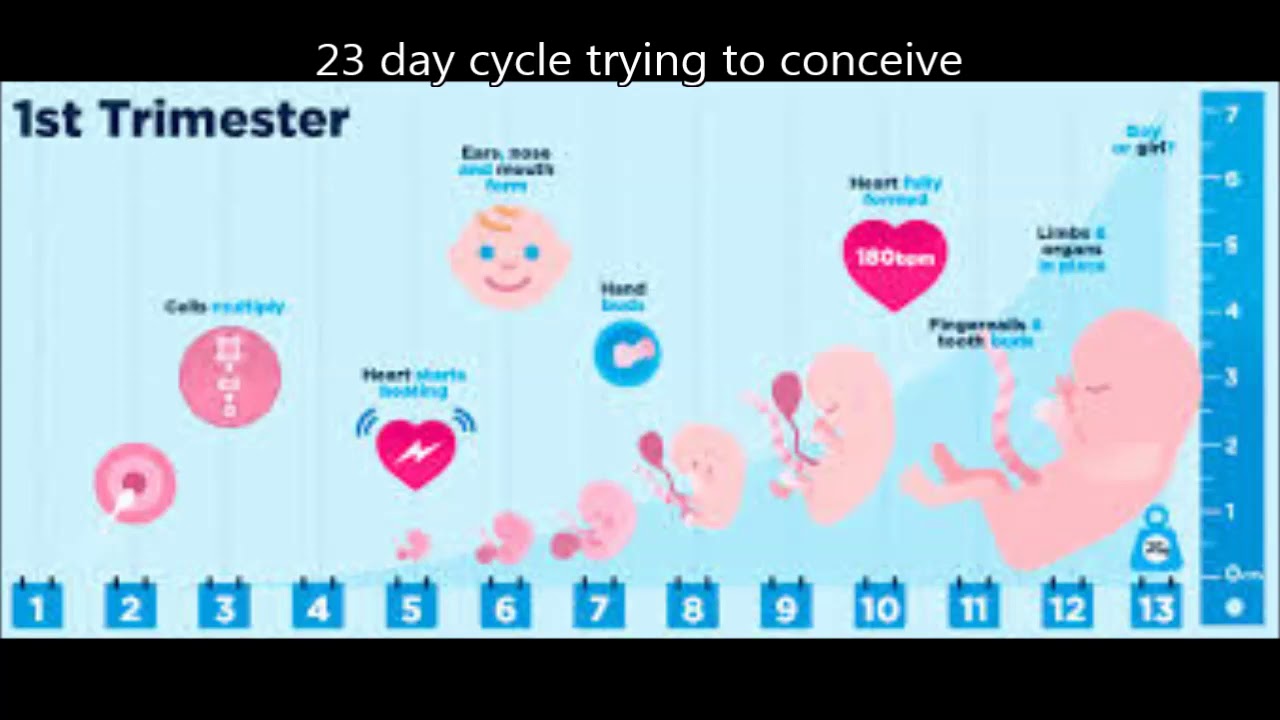23 Day Cycle Trying To Conceive - YouTube