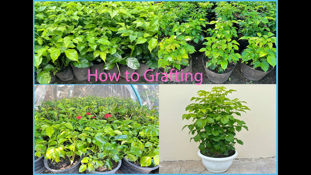 ផុតស Happiness Tree. This the real grafting video. - YouTube