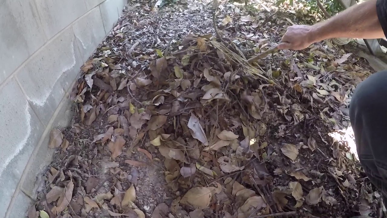 EASTERN BROWN SNAKE IN MOUNT WARREN PARK - YouTube