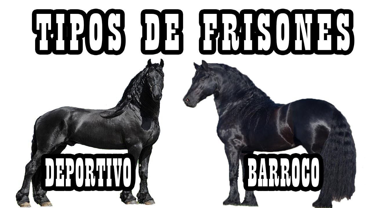 Las Líneas De Frisón (Sport Y Barroco) 🐴-Del Cerro Soy - YouTube