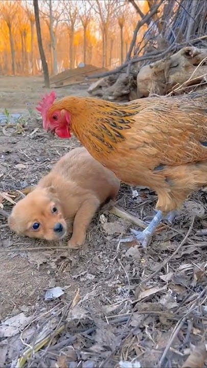 Tiểu Nâu trộm trứng của bác gà mái #cho #tieunau #tromtrung - YouTube