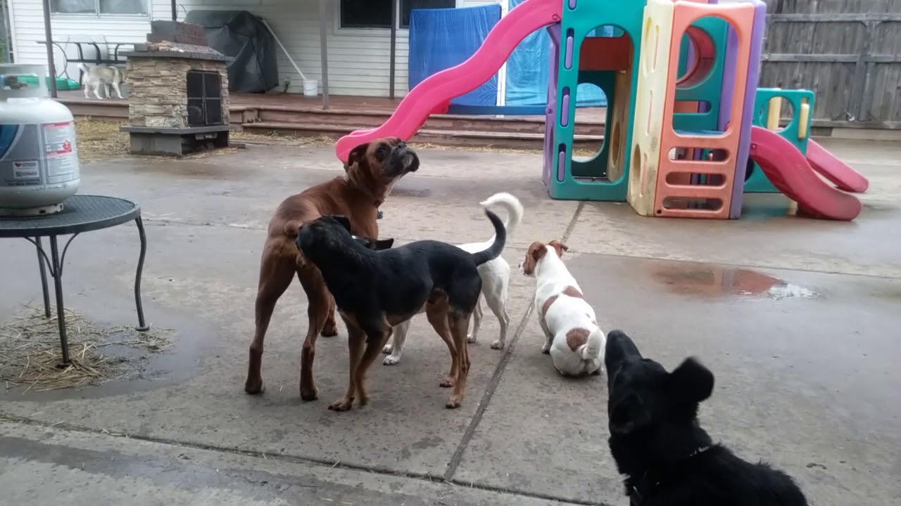 Meeko, Shay & Rider with The Pack - YouTube