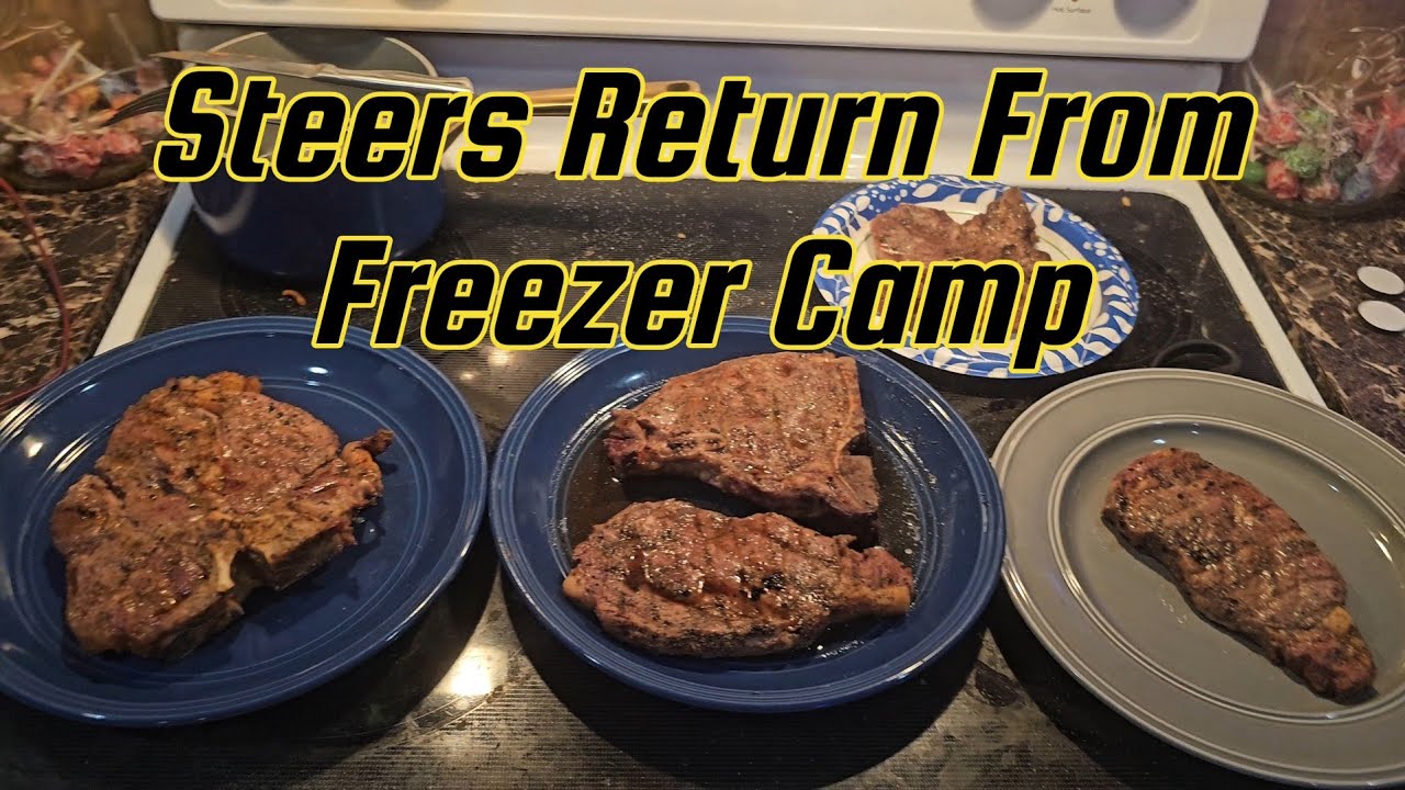 Steers Return From Freezer Camp - YouTube