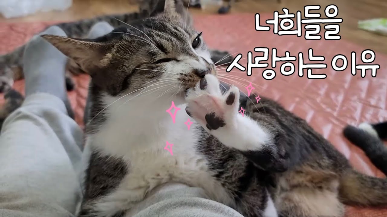 집사를 사랑한 고양이 a cat who loved the butler #고양이 #cat - YouTube