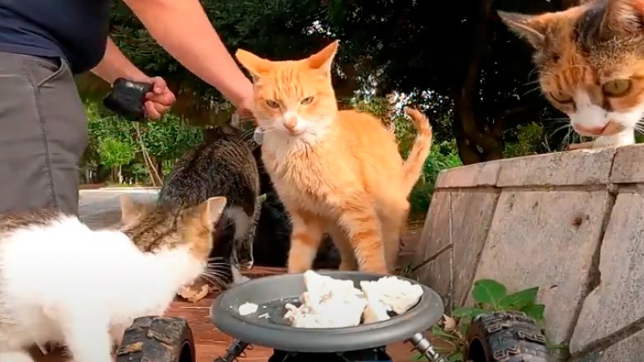 Feral cats reactions to chicken fillet - YouTube