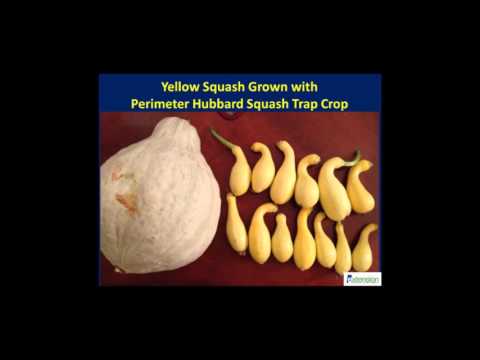 Hubbard Trap Crops Part 2 Squash Bug and Vine Borer - YouTube