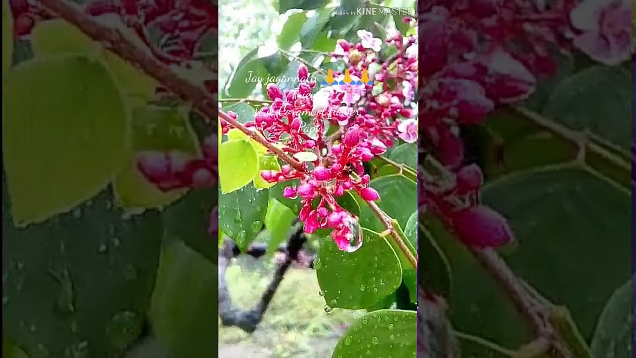 Corambola flowers (papu) 2 - YouTube
