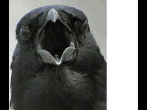 CAW CAW CAW CAW CAW CAW CAW CAW CAW CAW CAW CAW CAW CAW CAW CAW CAW CAW CAW CAW - YouTube