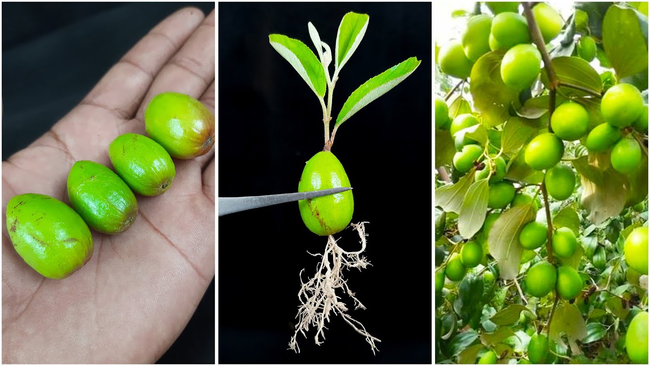 How to Grow Chinese jujube plant from jujube Fast | Sprout germinate ...