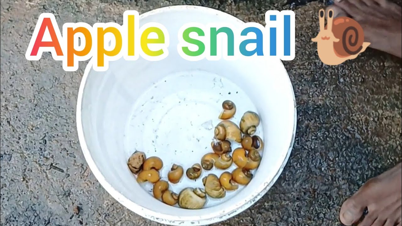 കുളത്തിൽ ഉള്ള Apple snail 🐌🐌😘 - YouTube