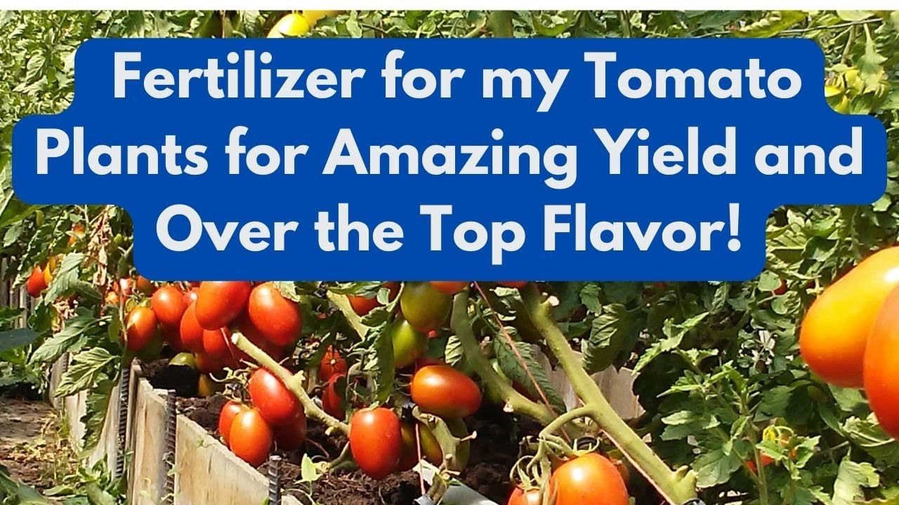 Fertilizer For My Tomato Plants For Amazing Yield And Over The Top fertilizer-for-my-tomato-plants-for-amazing-yield-and-over-the-top