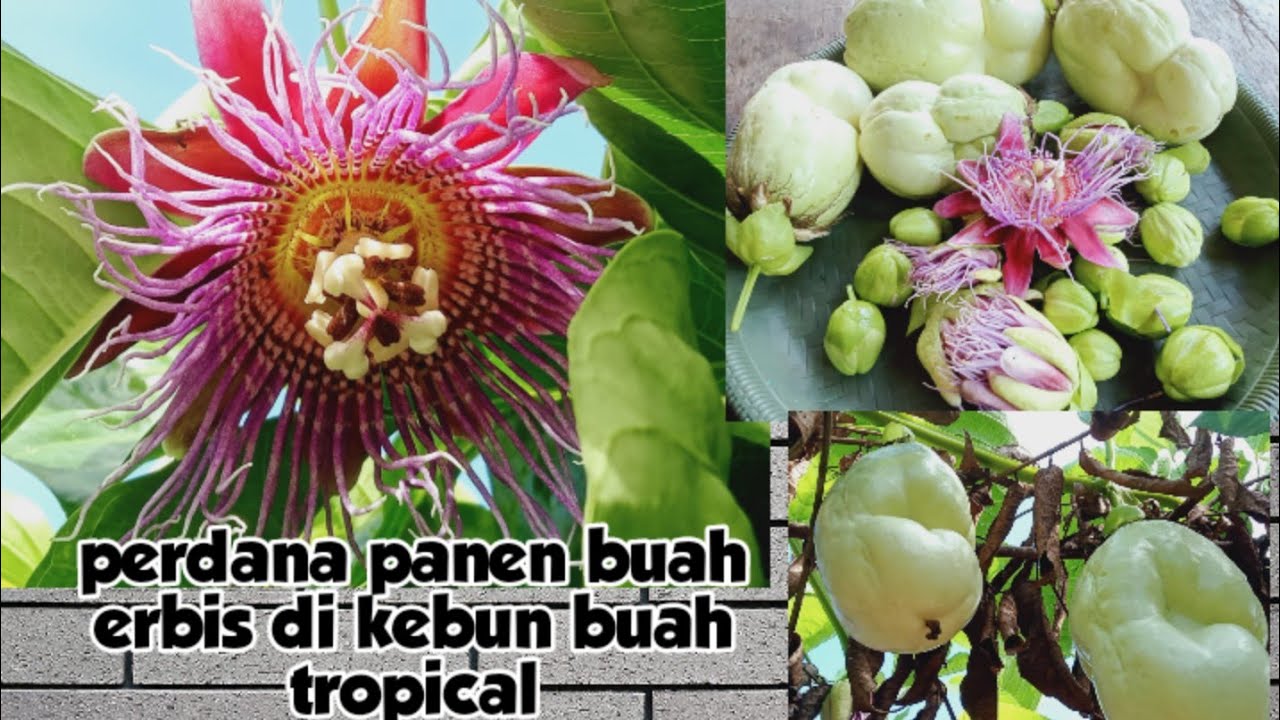 panen buah erbis!!! buah langka di hutan tropis - YouTube