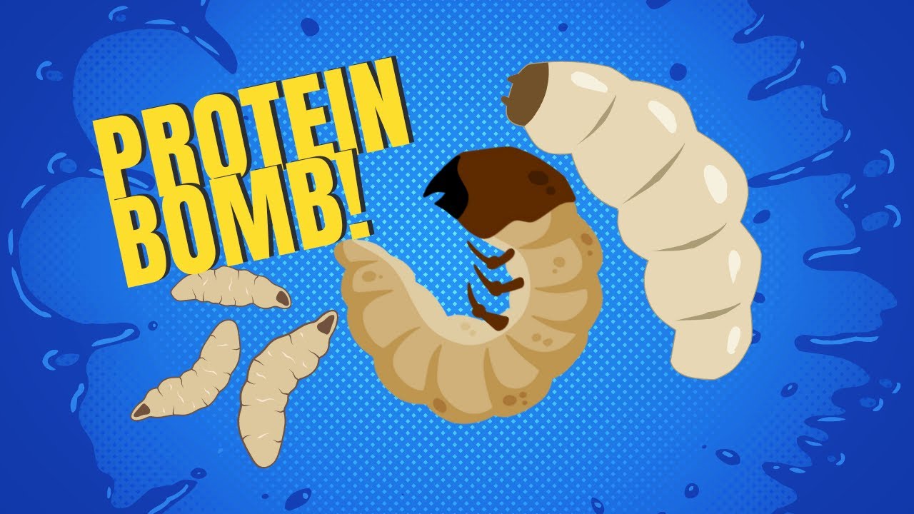 UBWOROZI BW´ AMASAZI Y´ UMUKARA= IGISUBIZO KUBIRIBWA BW´ INGURUBE - YouTube