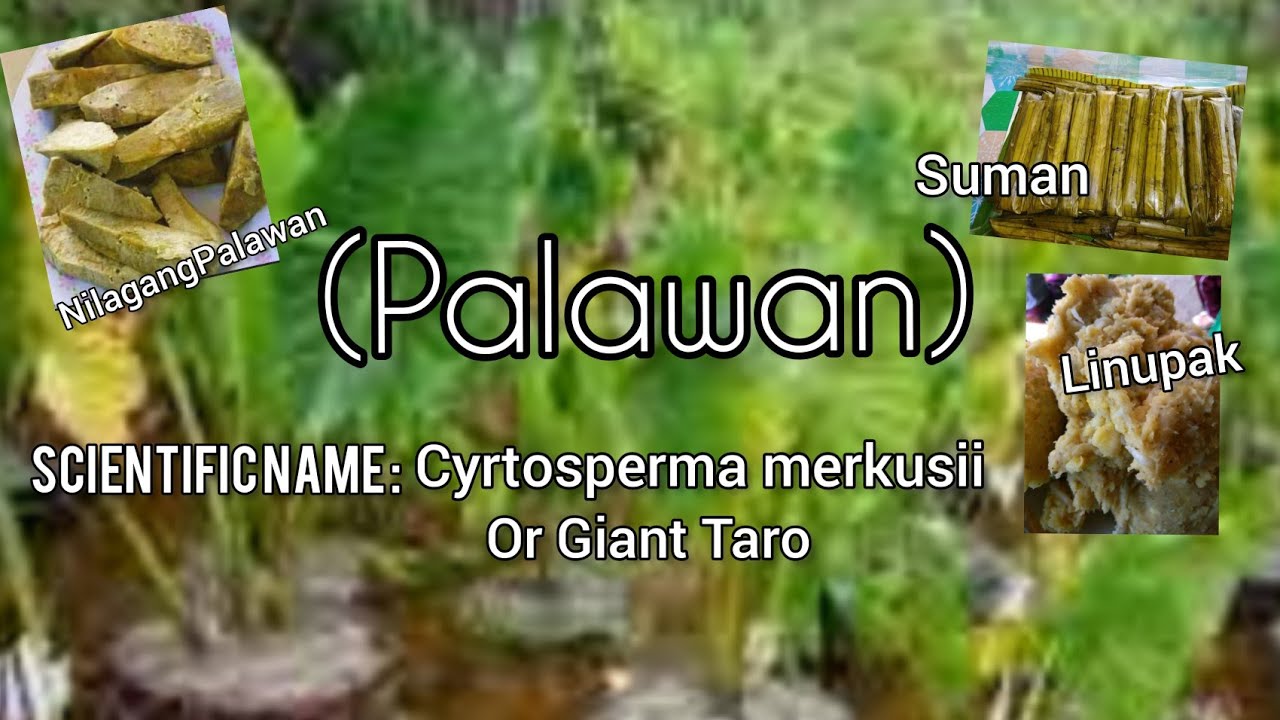 Palawan/scientific name: Cyrtosperma merkusii /Giant Taro - YouTube