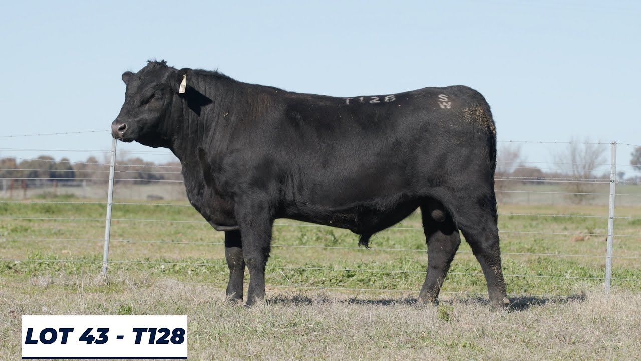 LOT 43 - T128 - YouTube