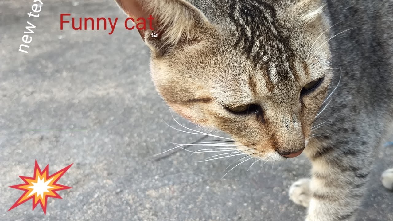 Funny cute cat catching fish - YouTube