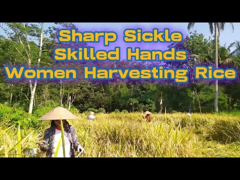 Sharp Sickle, Skilled Hands, Women Harvesting Rice - YouTube