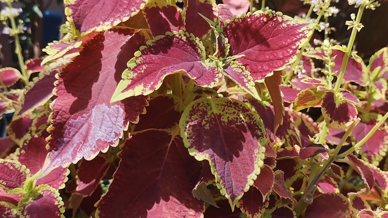 Coleus....a beautiful plant with colourful leaves. it's care and ...