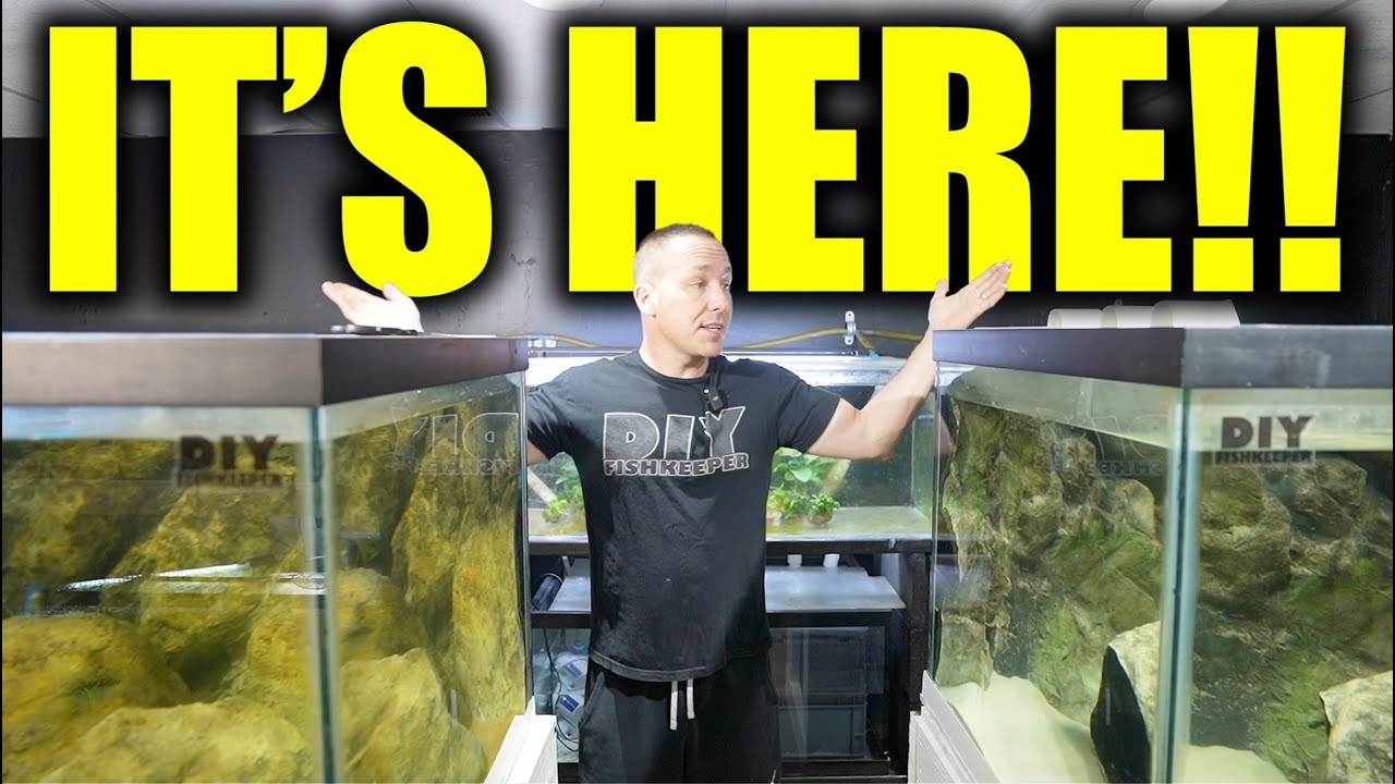 The king of diy FINALLY REVEALS the name of his fish room IN THE MOST ...