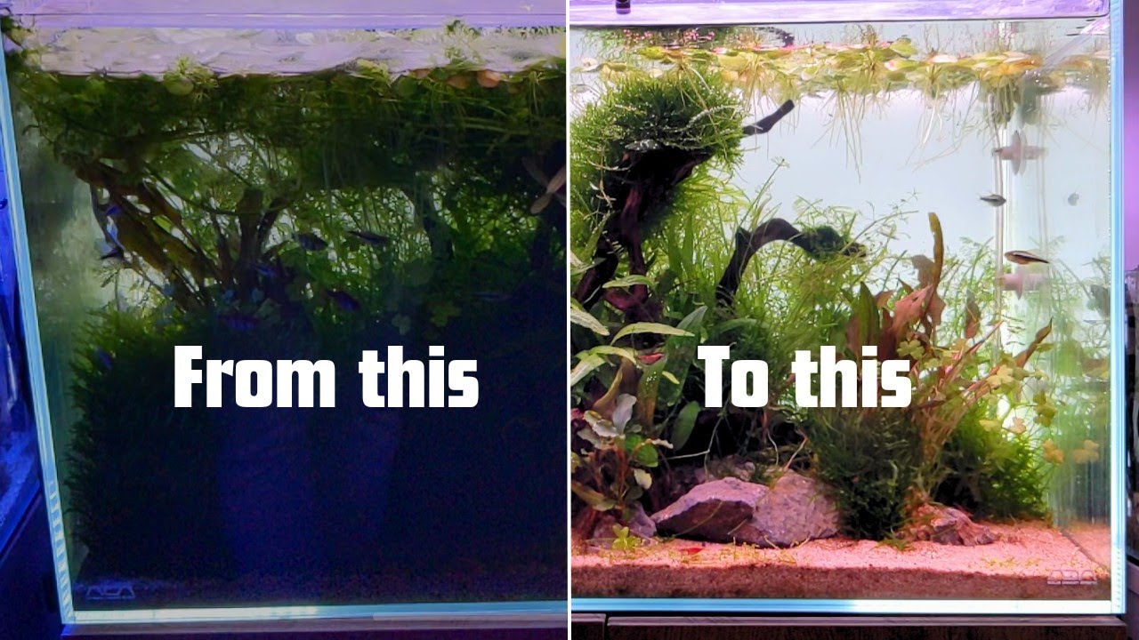 FIXING AN OVERGROWN AQUASCAPE - How to restore a planted tank - YouTube