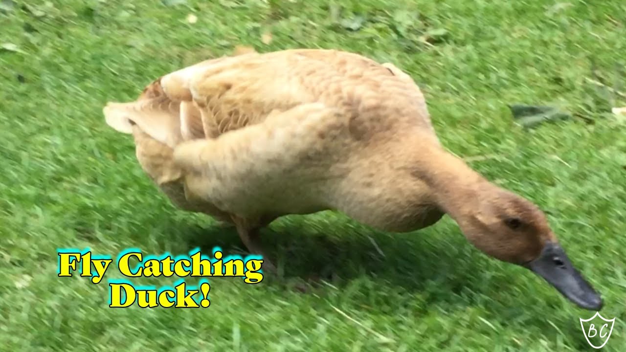 Khaki Campbell Duck Pest Control (Goodbye Pesky Flies) - YouTube