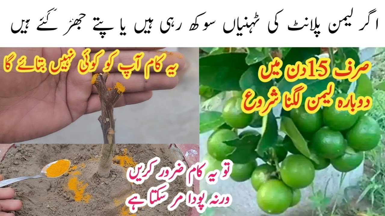 Best homemade orgenic fertilizer for lemon plant | Nibu k pode ko ...