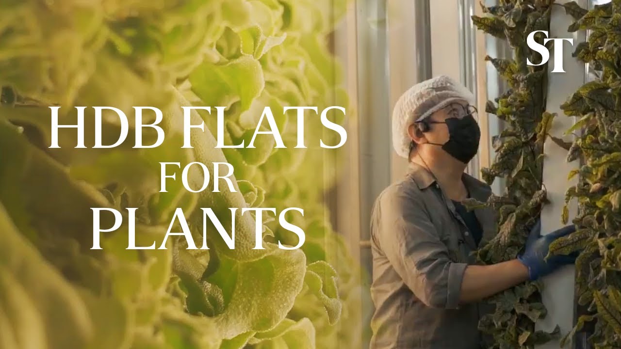 HDB flats for plants? Working at a vertical farm - YouTube