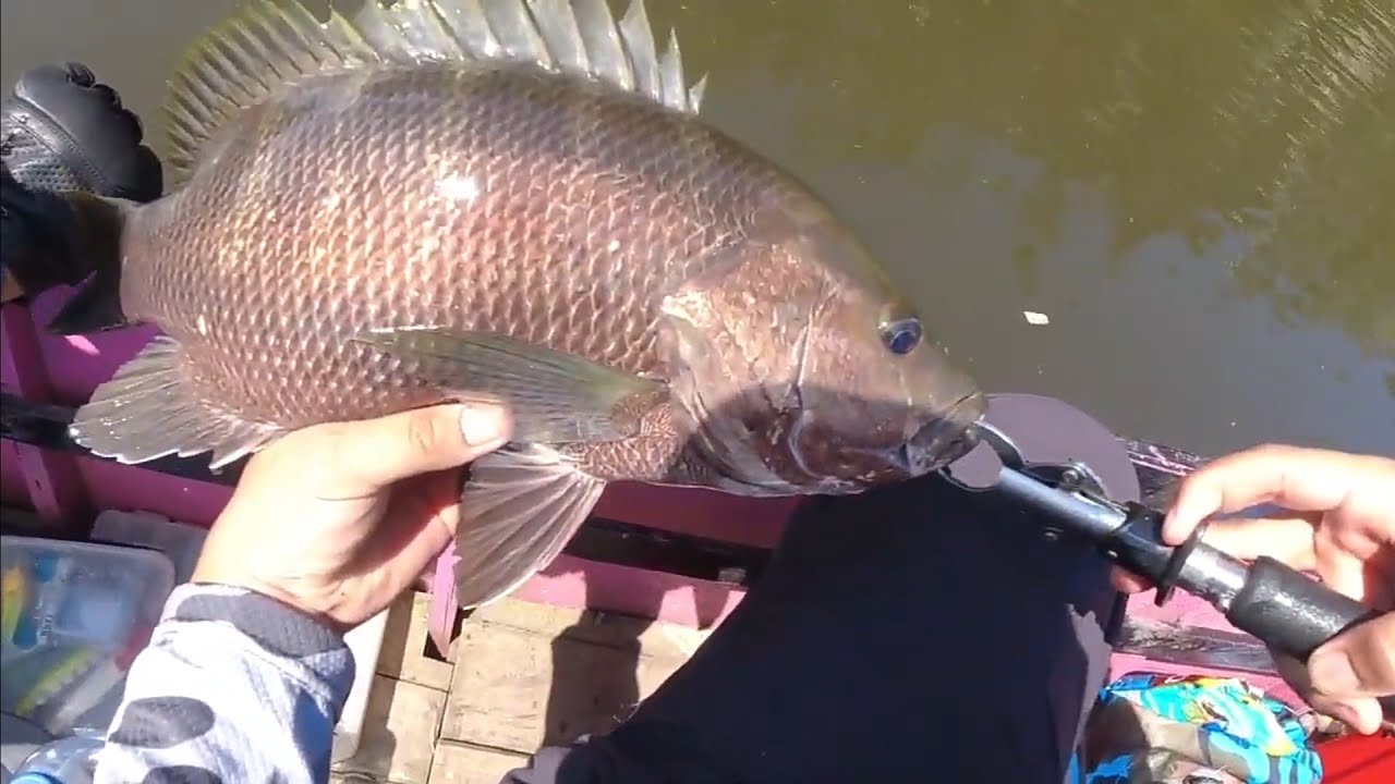 Mancing Blackbass bersama simancing / Kakap hitam muara / Bale raja ...