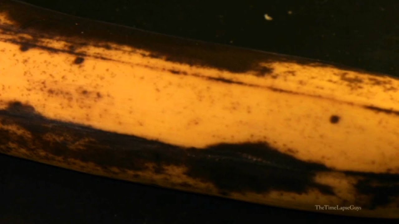 Rotting Banana HD - The Time Lapse Guys - YouTube