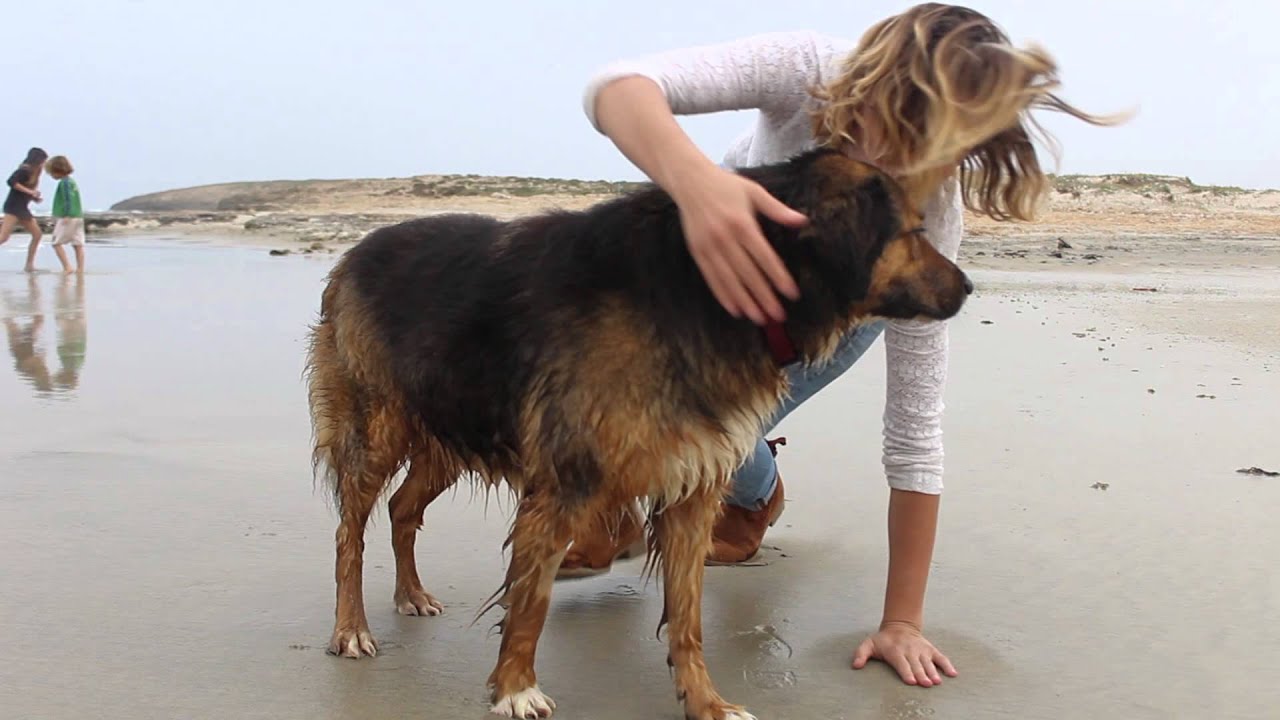 papi the dog - YouTube