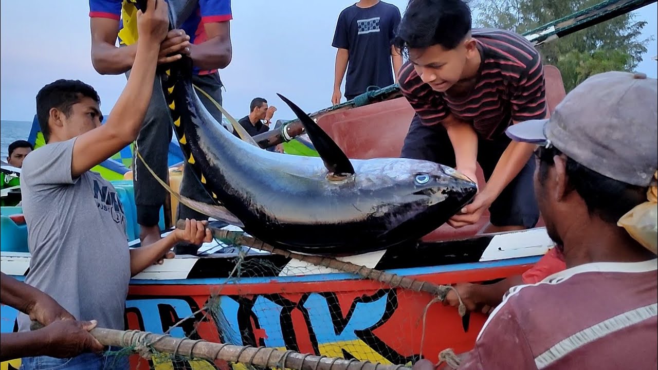 Fishing Tuna, Luar Biasa Hasil Tangkapan Nelayan Indonesia - YouTube