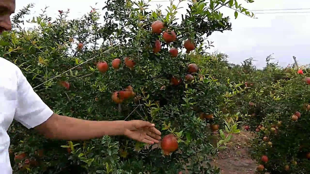 Pomegranate size increase - YouTube