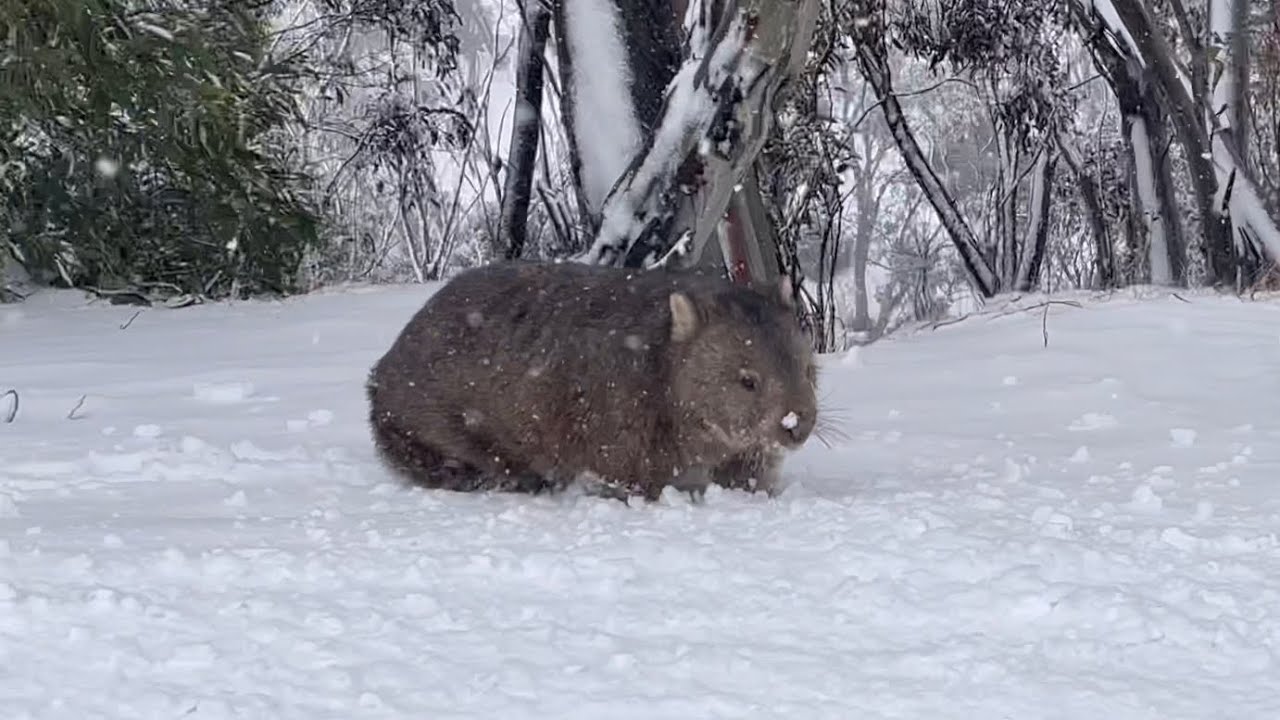 Wombat in the snow - YouTube