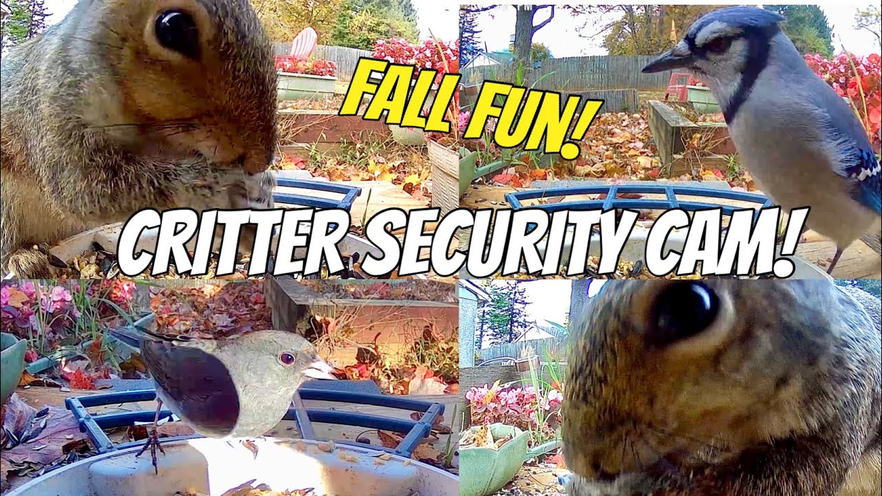 Bird & Critter Spy Cam | Backyard Wildlife at the Feeder 🐦🦝 - YouTube