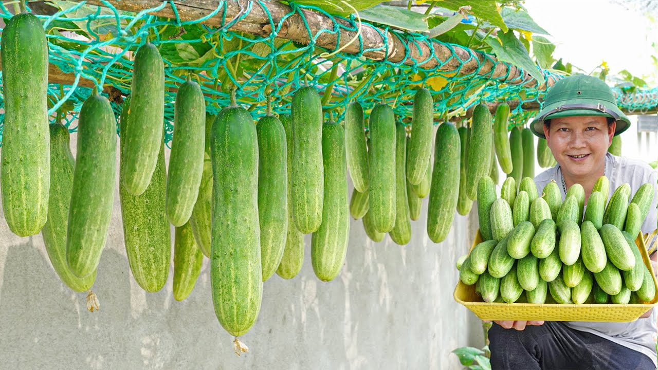 Method Of Growing Cucumbers All Year Round, Cucumbers Bear Fruit ...