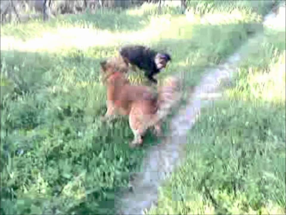 Η ΜΑΧΗ ΤΩΝ ΣΚΥΛΩΝ 2 - YouTube