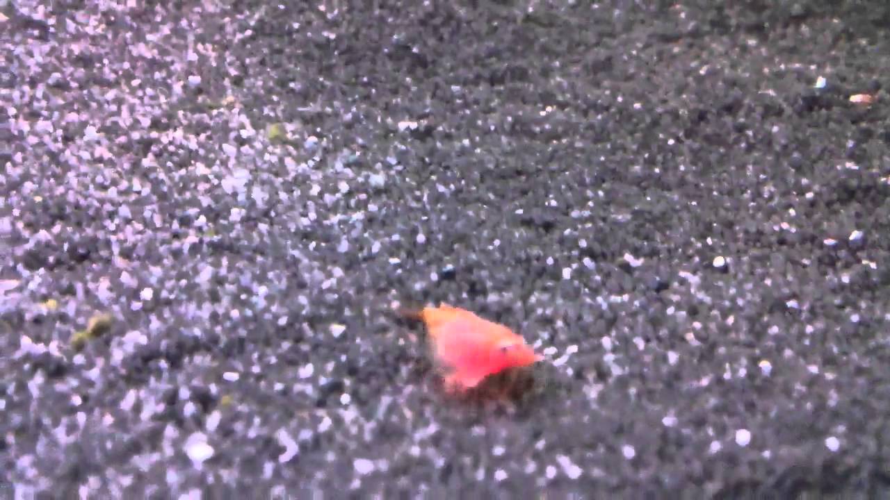 Beni kabuto ebi-albino triops - YouTube