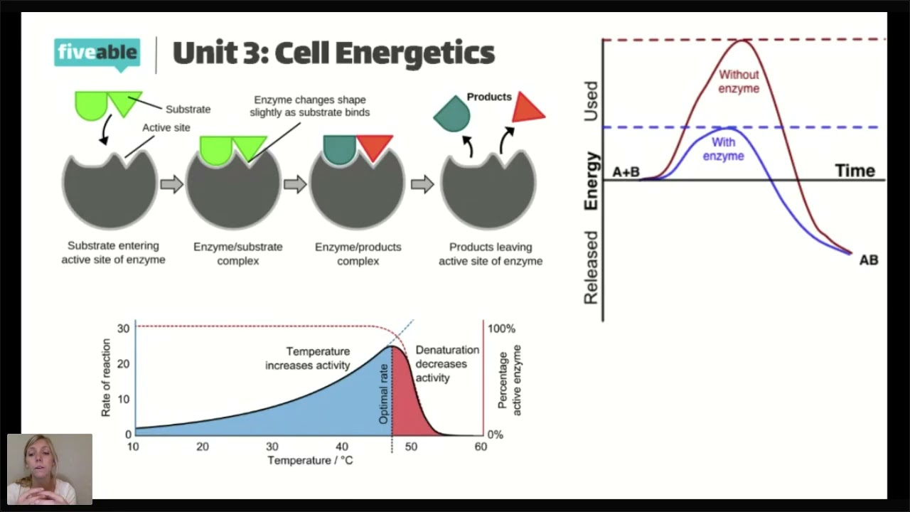 AP Biology - Unit 3 Review: Cell Energetics | Fiveable Cram Archive