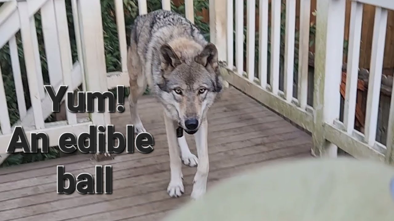 Wolves! Thieves or Neat Freaks? #petwolf #wolfpup #wolfdog - YouTube