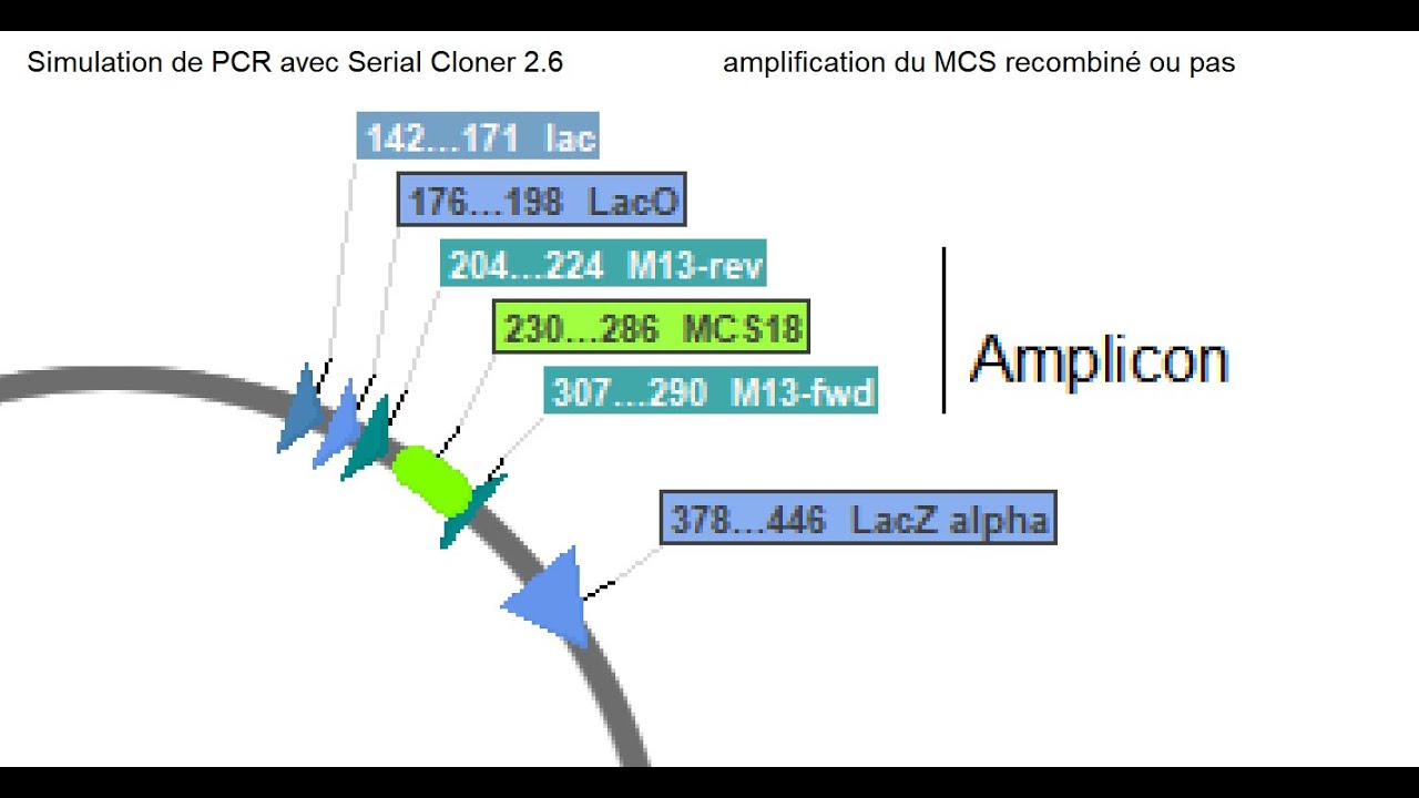 tuto comment simuler une PCR avec serial cloner - YouTube