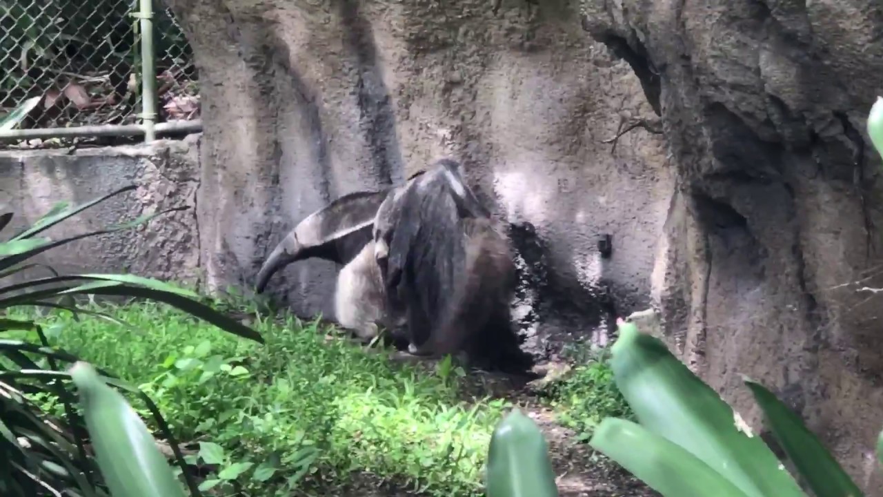 Mama anteater with cute baby anteater riding on back. - YouTube